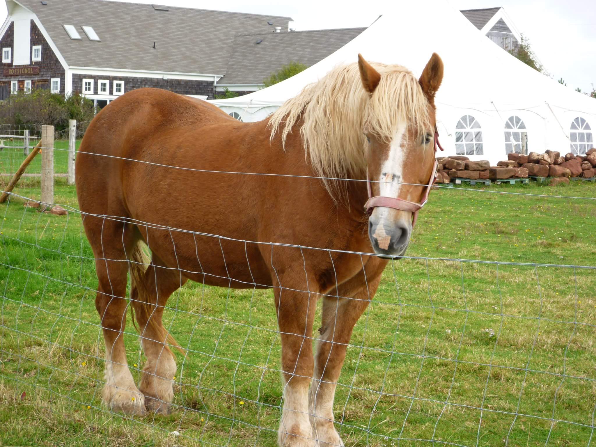 Horse – Perchspective